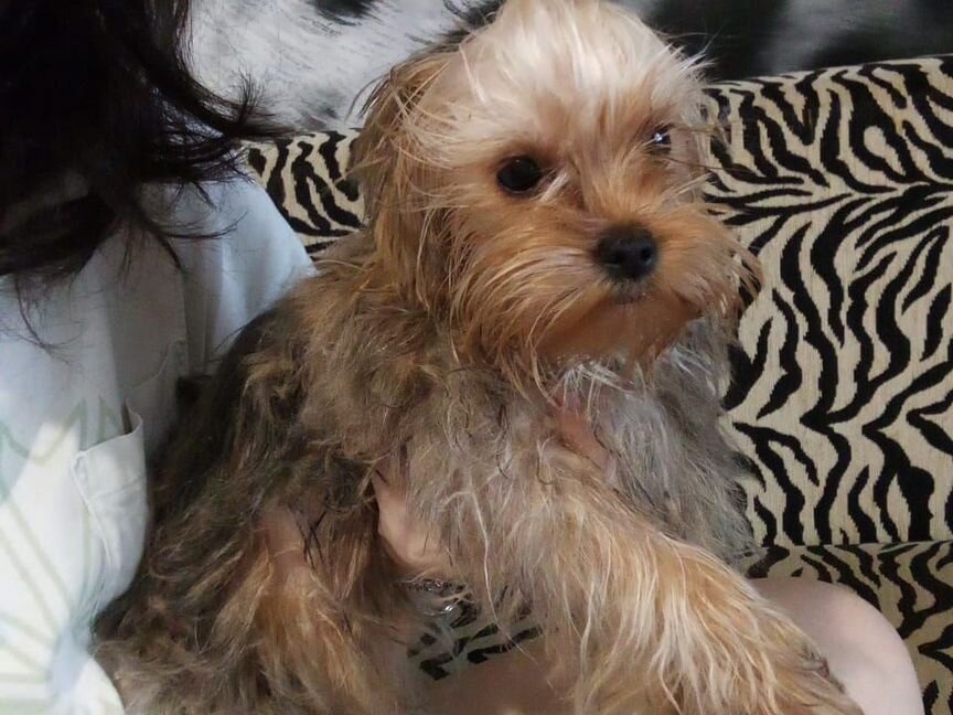 Продам собачку мини йоркширский терьер