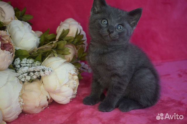 Британский котенок мальчик