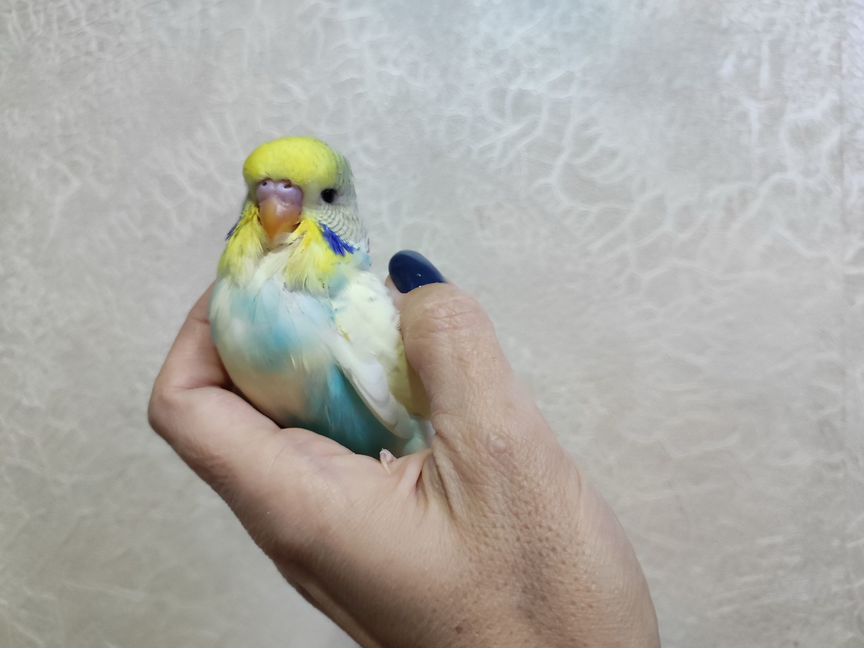 Выставочные волнистые попугаи, ручные птенцы