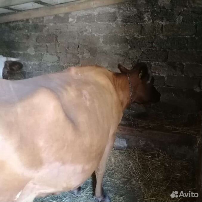 Корова стельная дойная