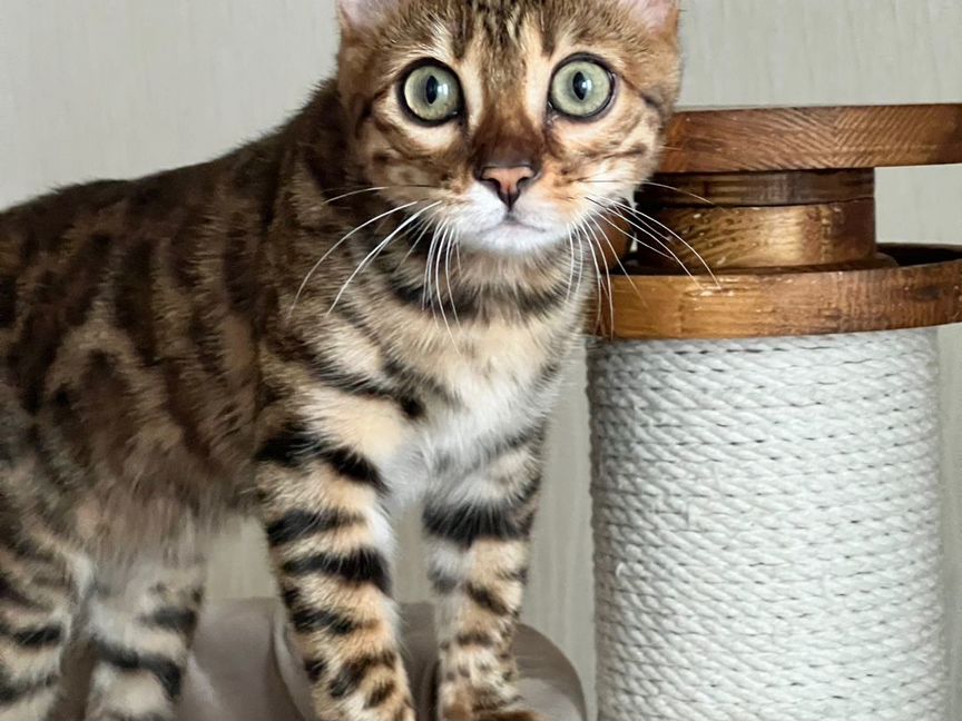 Бенгальская кошечка