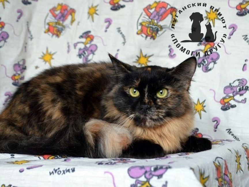 Боня ищет дом