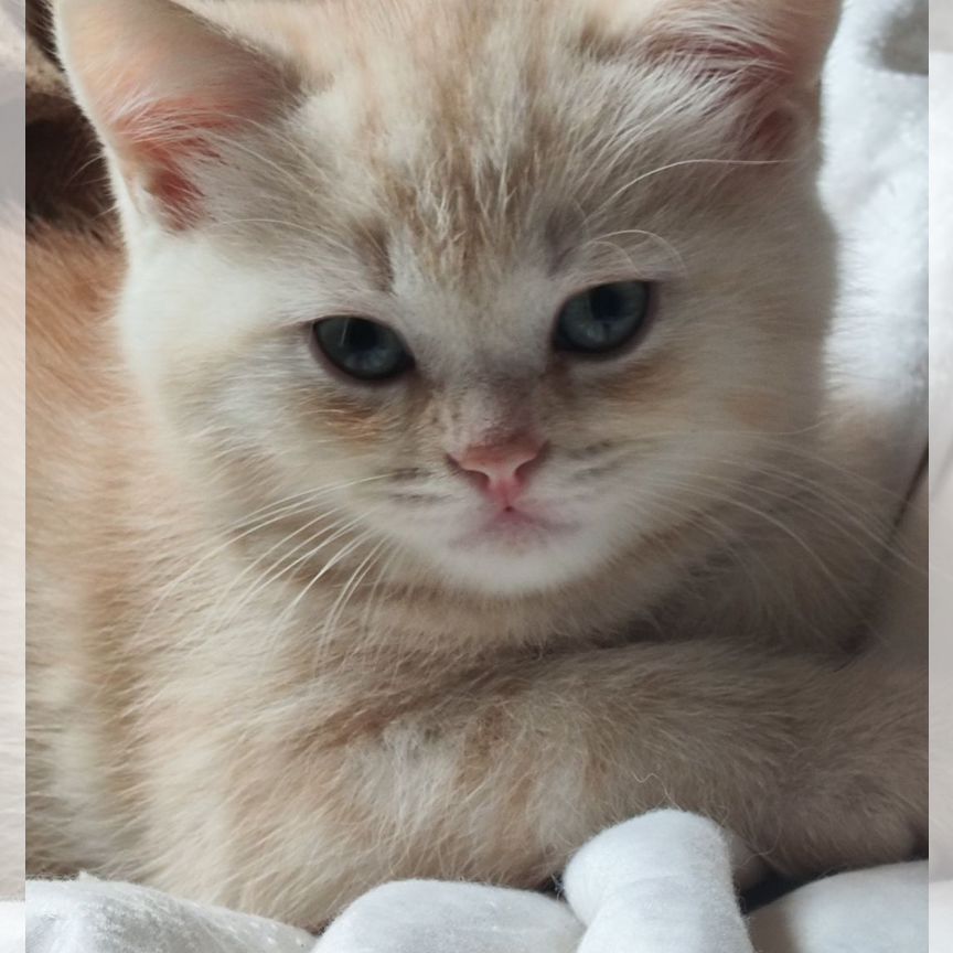 Шотландский вислоухий короткошёрстный котёнок