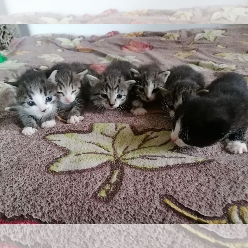 Котята в добрые руки бесплатно