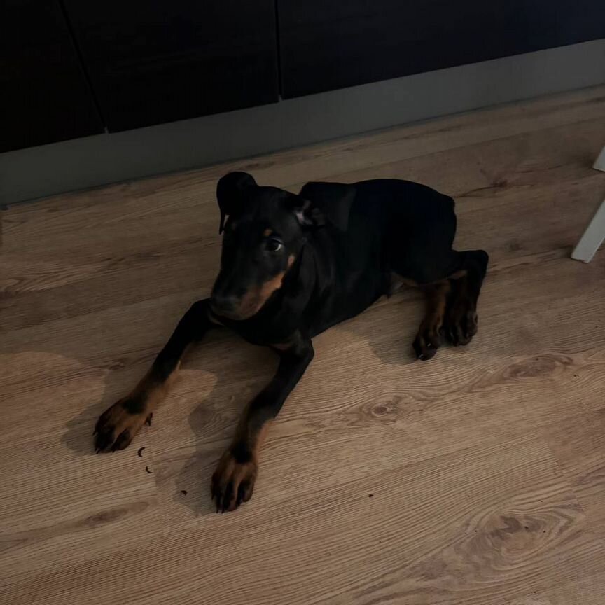 Продам добермана