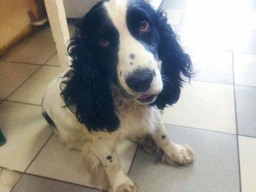 Спаниель ищет дом