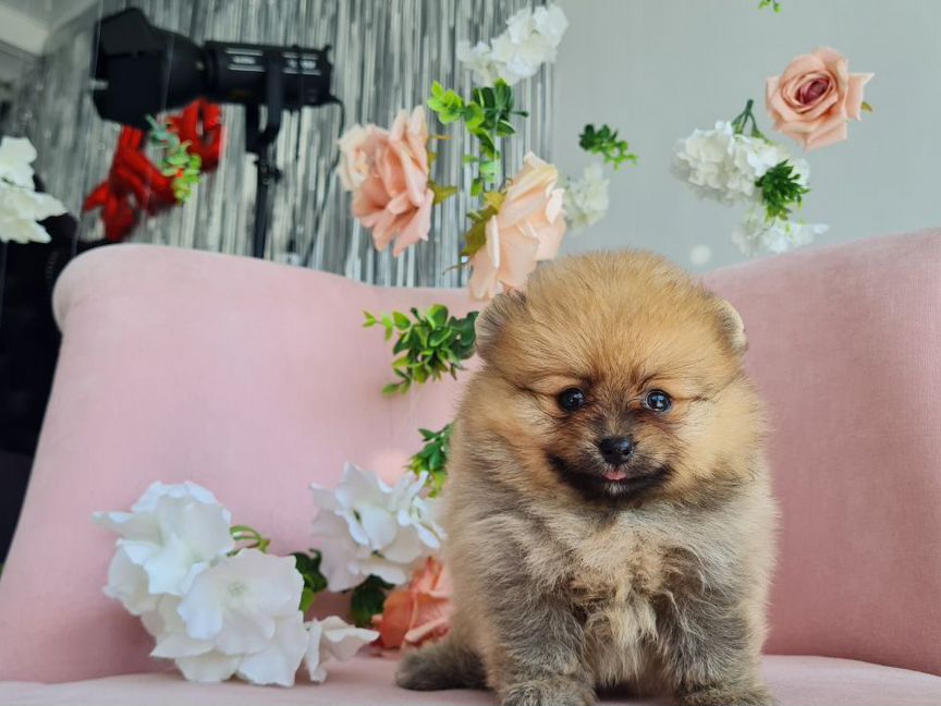 Померанский шпиц