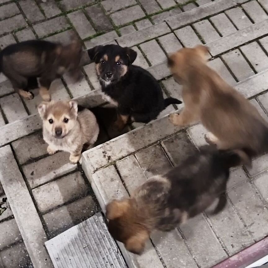 Щенок в добрые руки