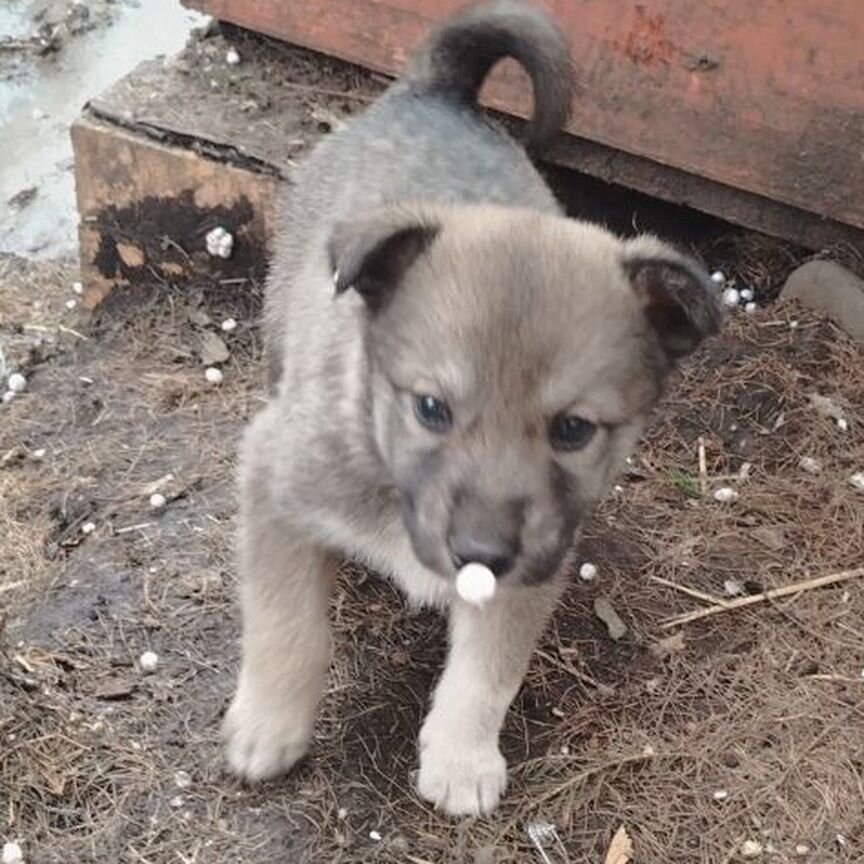 Лайка, щенок