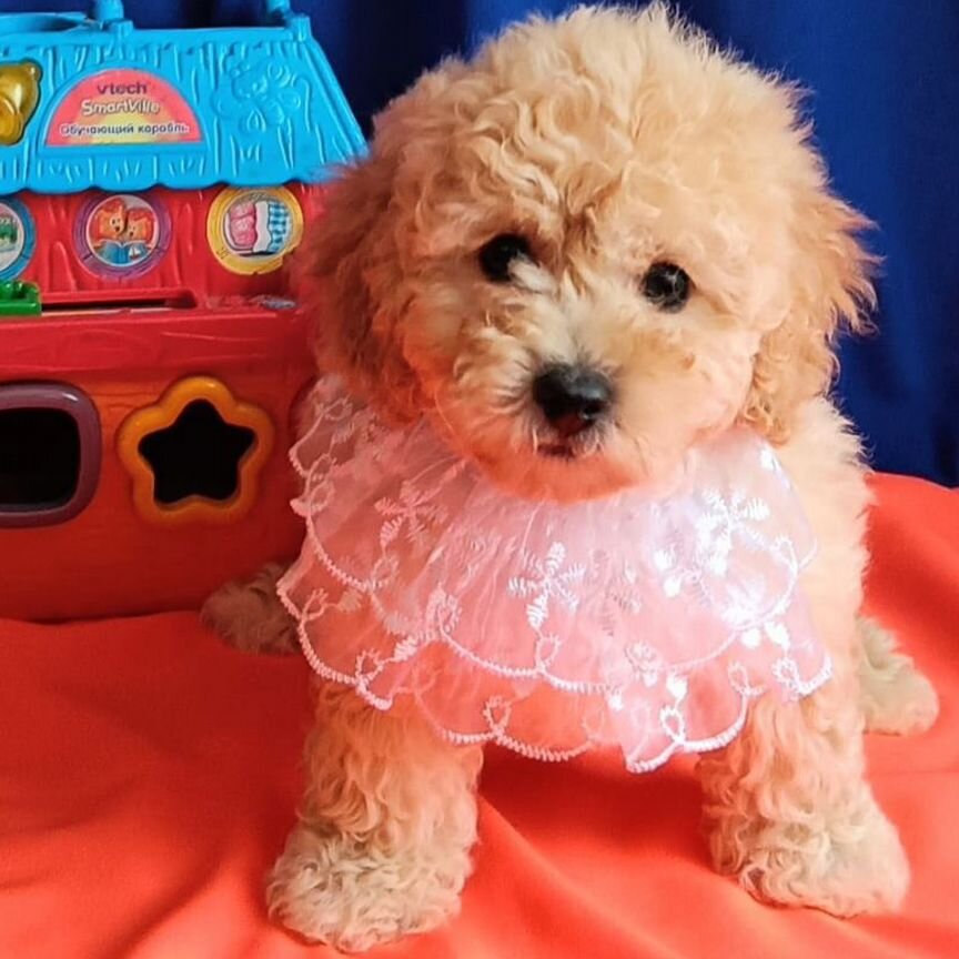 Бишон фризе, щенок