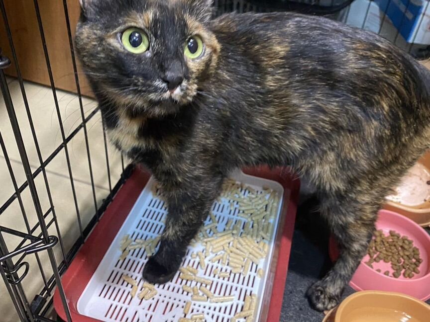 В надежные руки