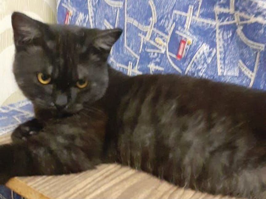 Котёнок Кексик, окрас "чёрный дым"