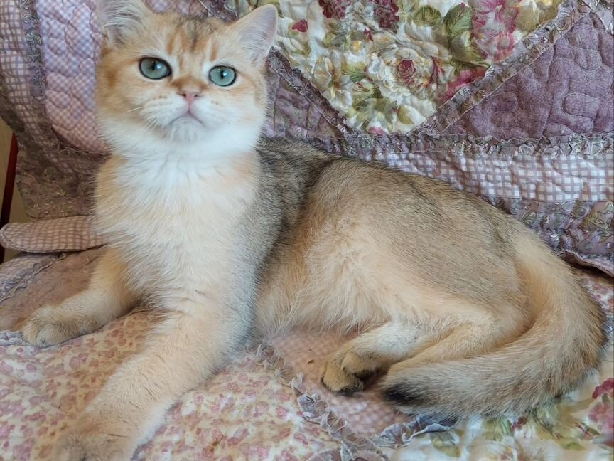 Британский мальчик Шон
