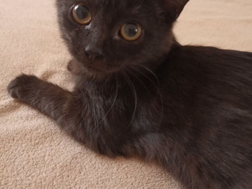 Котенок умница девочка