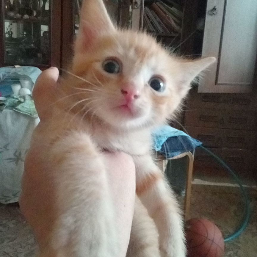 Котенок продаю в хорошие руки