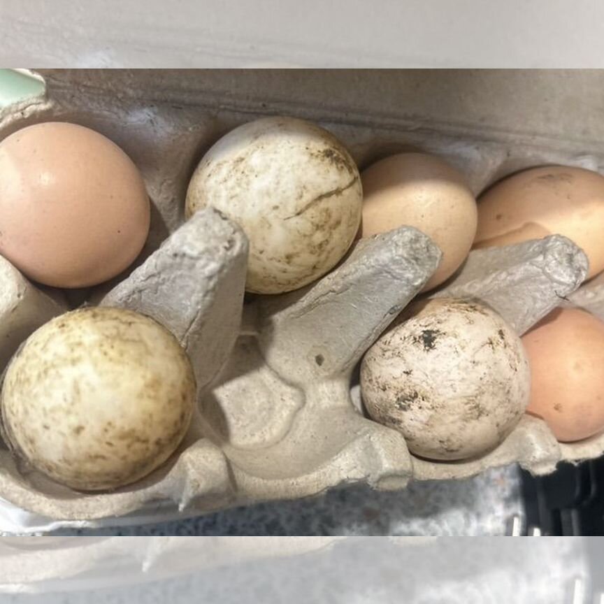 Утиные яйца на инкубацию