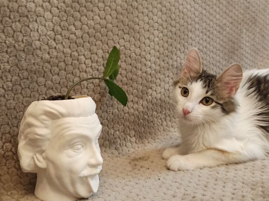 Любвеобильный котенок Снежок в дар