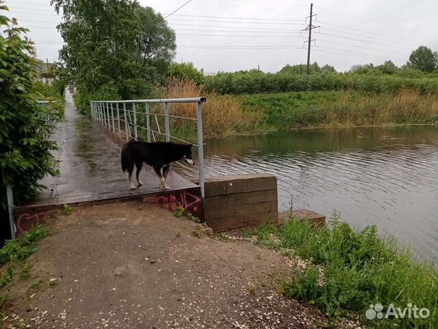 Собака хаски чья