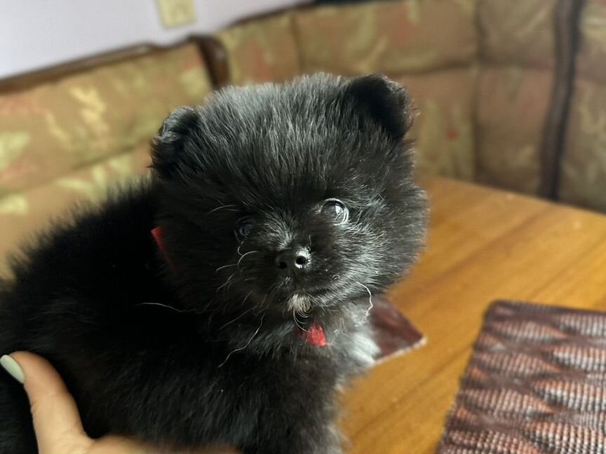 Немецкий шпиц