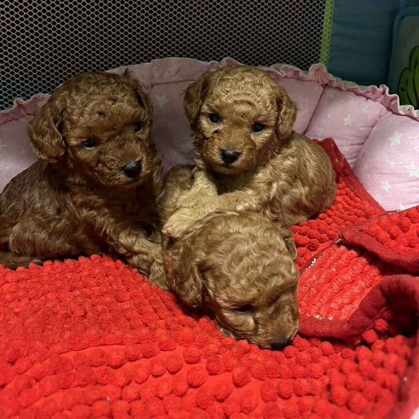 Той-пудель, щенок