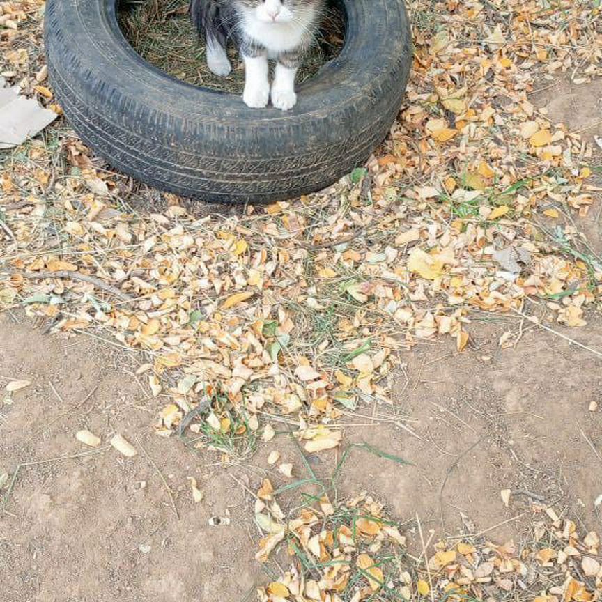 Котенок