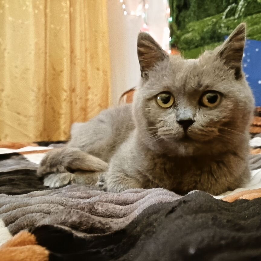 Британский короткошёрстный котёнок