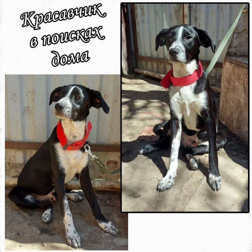 Красавчик ищет дом