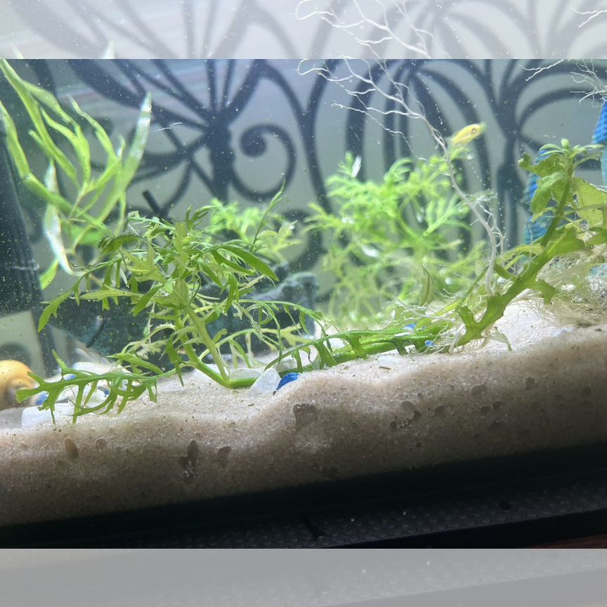 Живые растения для аквариума