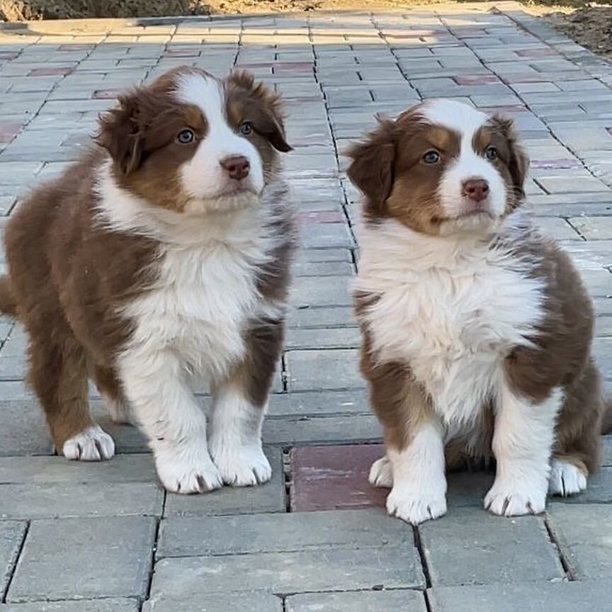 Австралийская овчарка, щенок