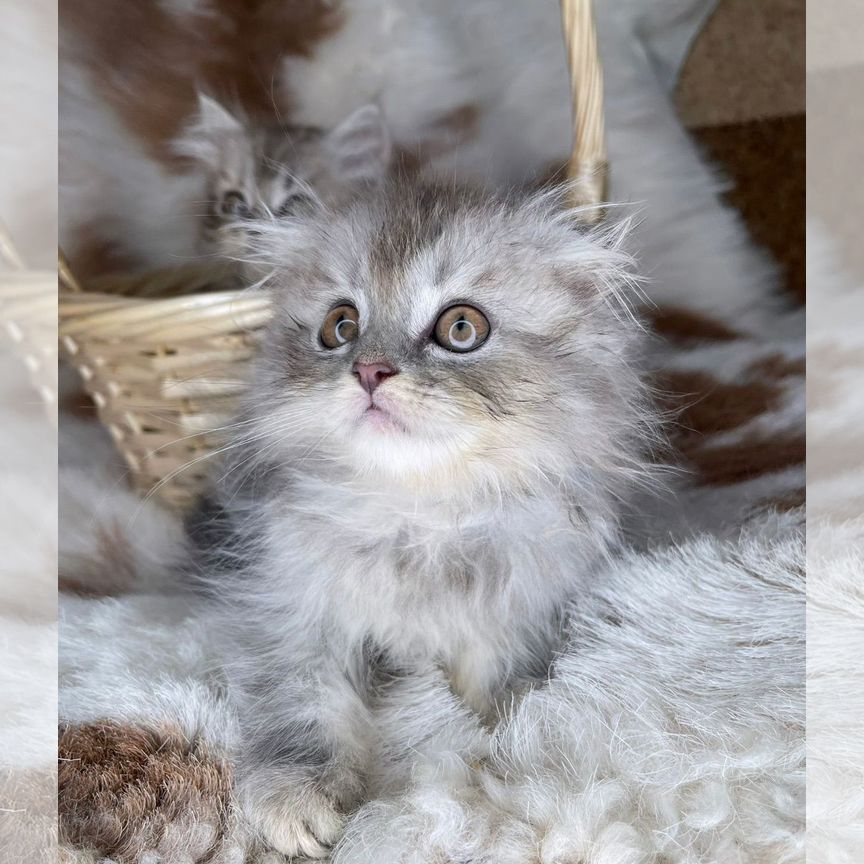 Плюшевые шотладские котята