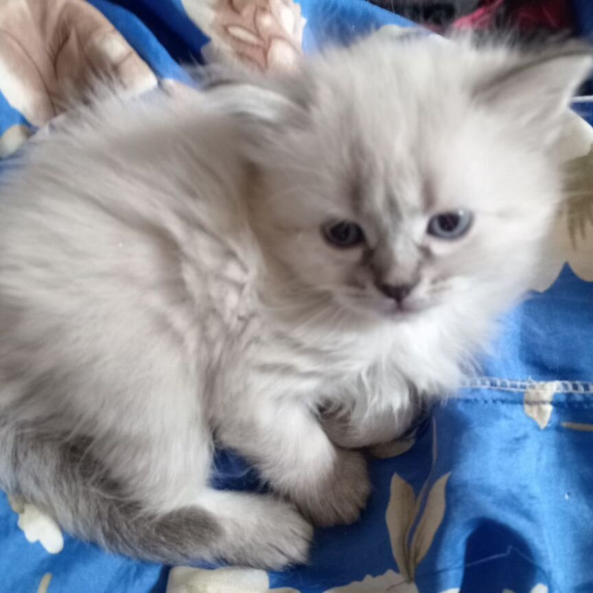 Невский маскарадный котёнок