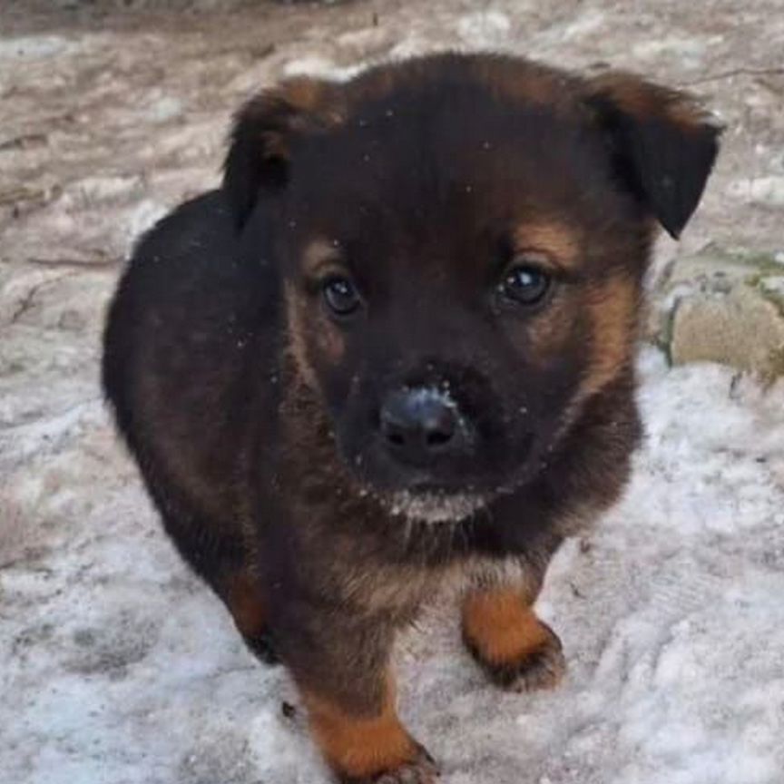 Щенков в добрые руки