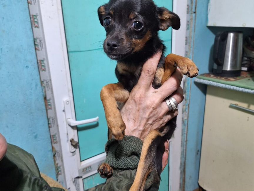 Девочка Лиза