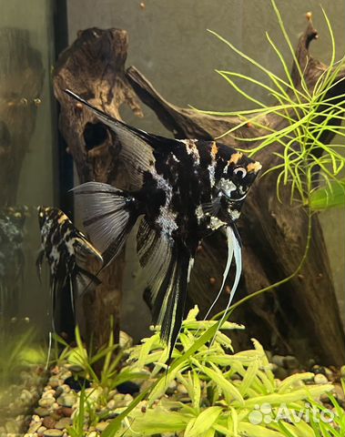 Скалярии шикарные (3 шт)