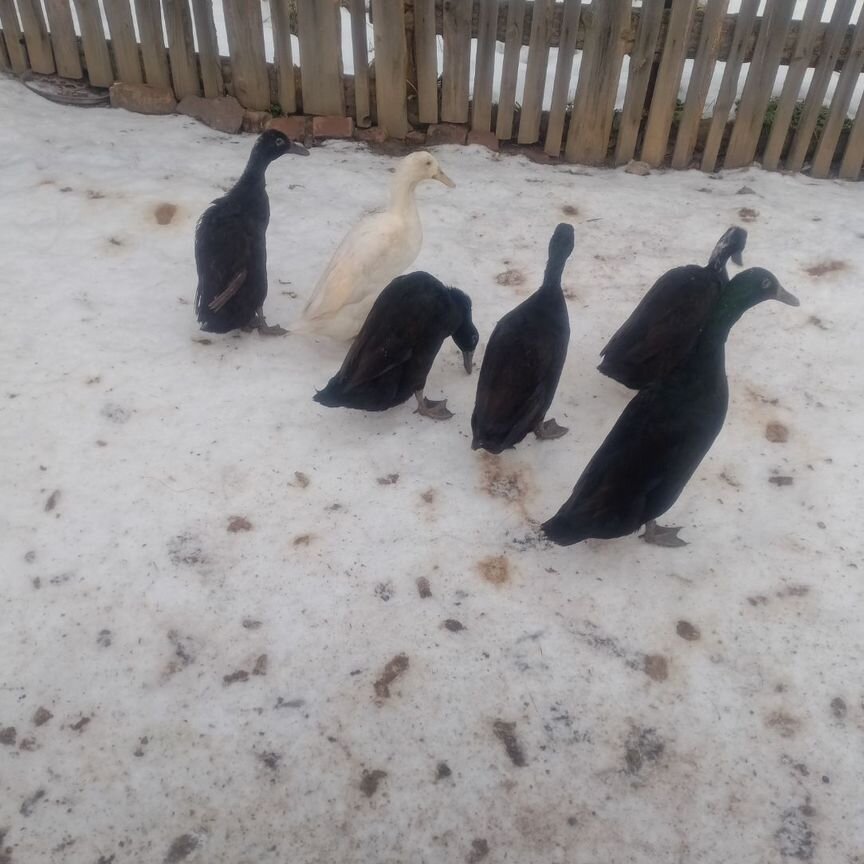 Продам уток