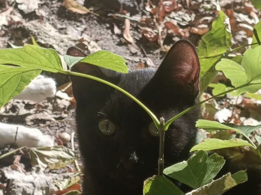 Котята в добрые руки кошка бесплатно
