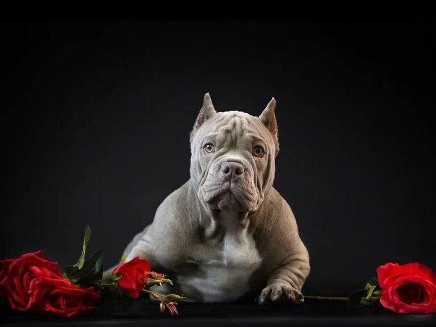 Американский булли покет