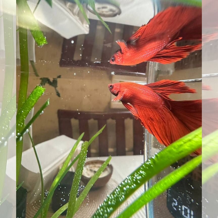 Рыба петушок самец