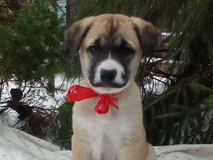 Собака в добрые руки щенок