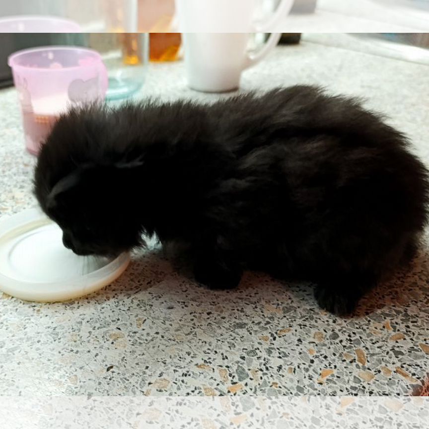 Котёнок в добрые руки