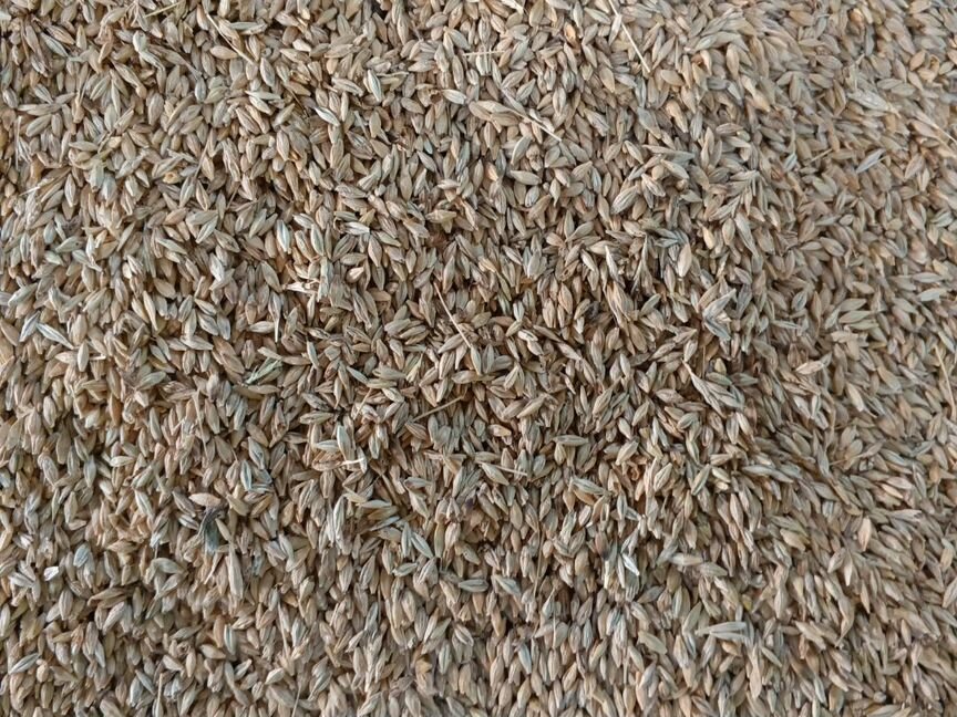 Ячмень яровой