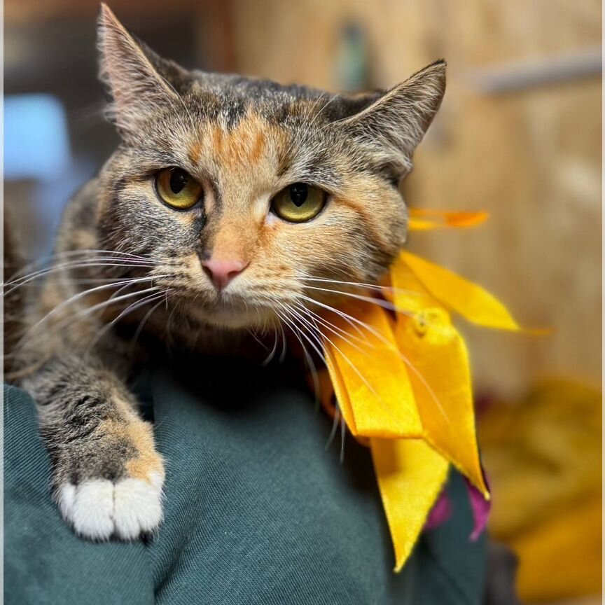 Взрослая, кошка в добрые руки