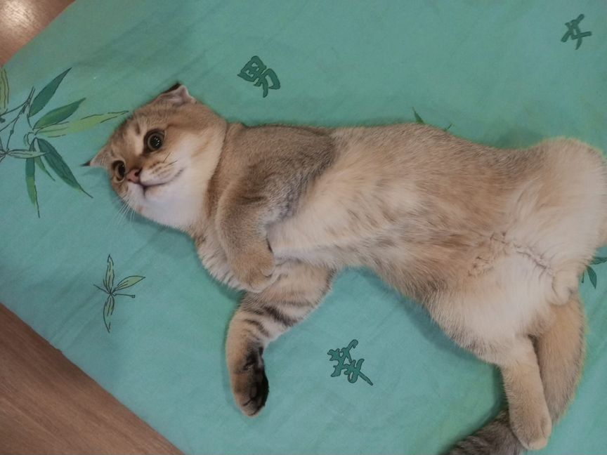 Шотландская кошка вязка