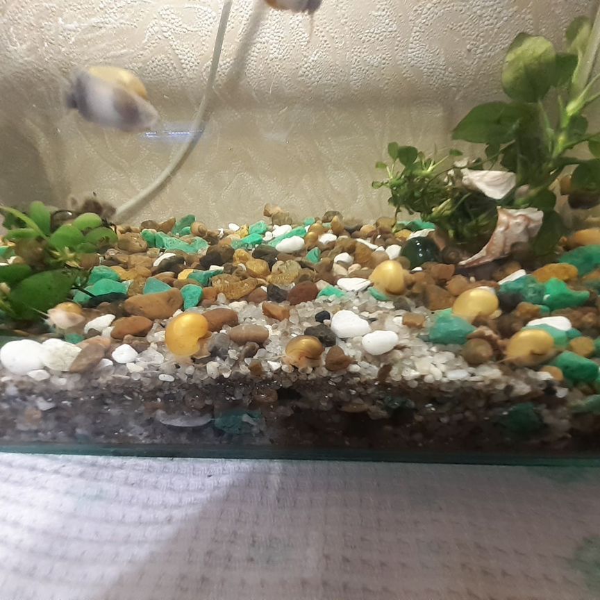 Ампулярии и креветки