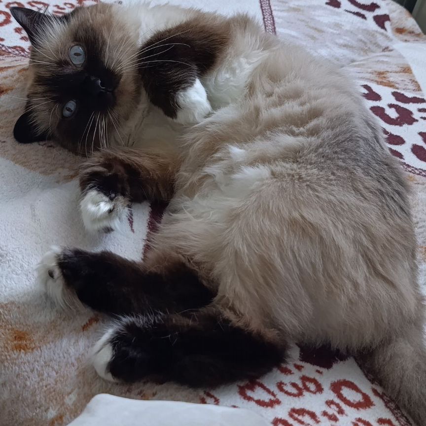 Невский маскарадный, взрослый кот