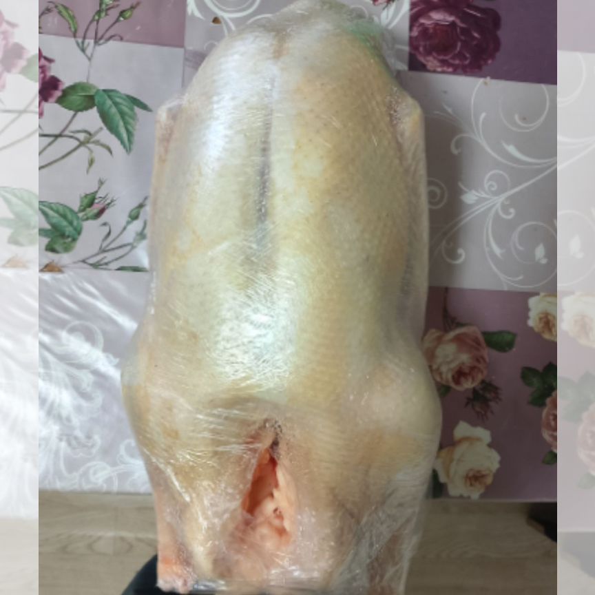 Домашняя птица