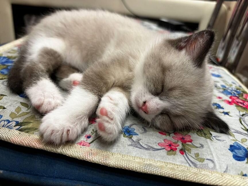 Котенок