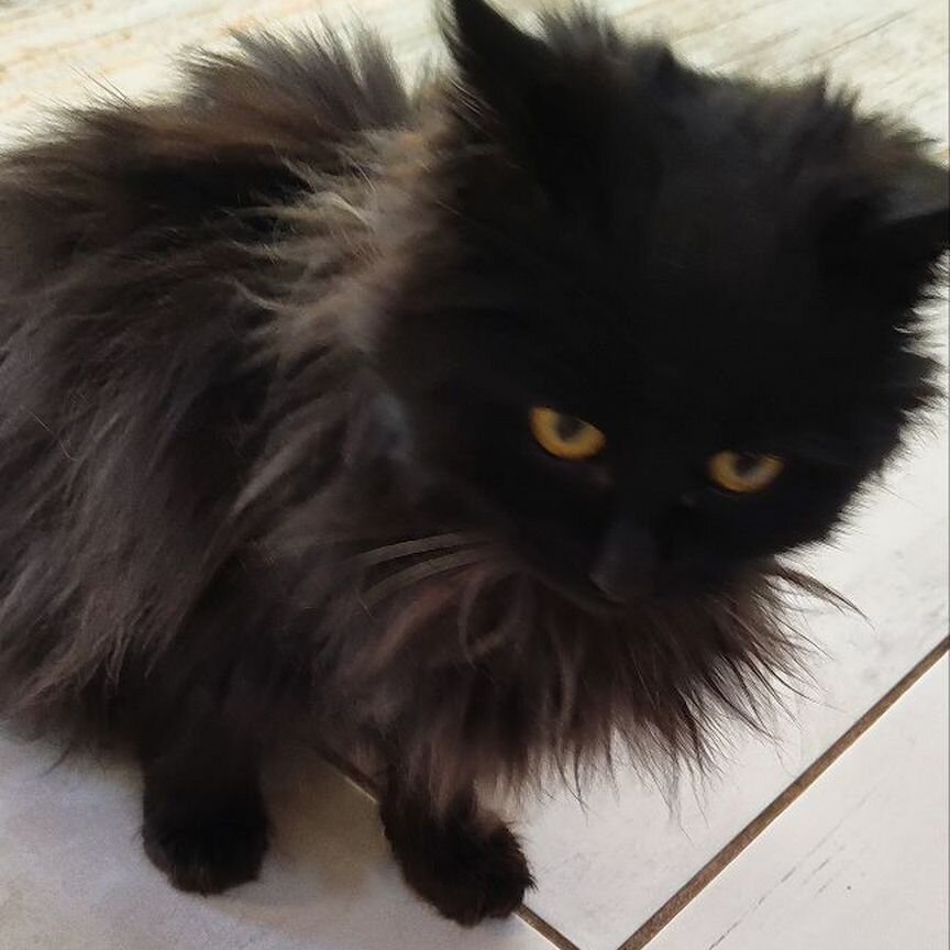 Сибирская кошка