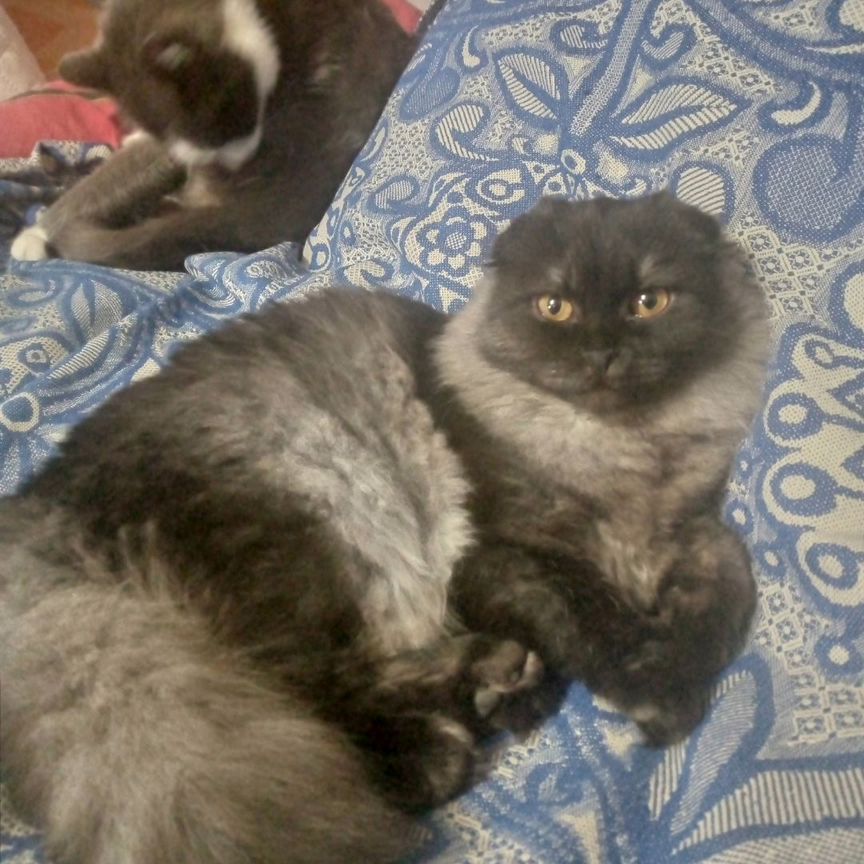 Кошечка, Шотландская вислоухая