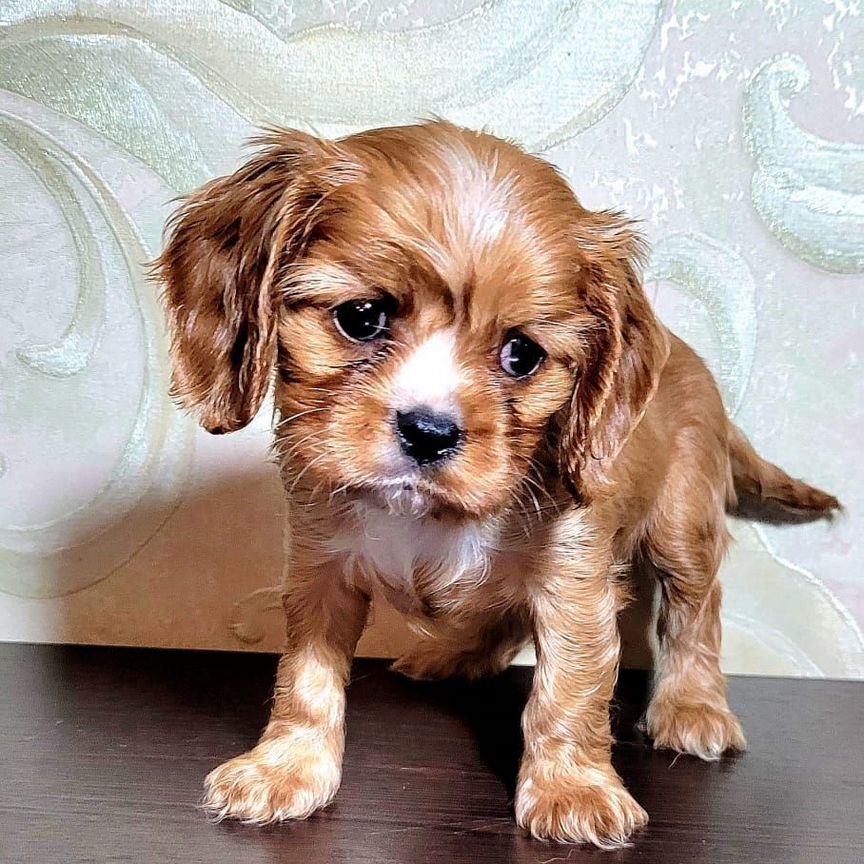 Рубиновые кавалерчики